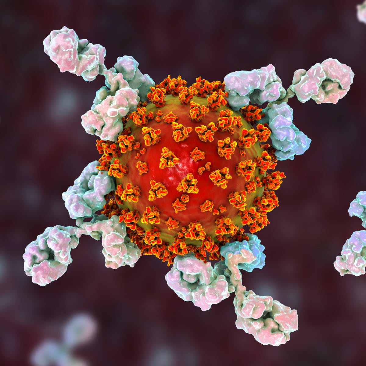 Immunology Https rimonchemicals 